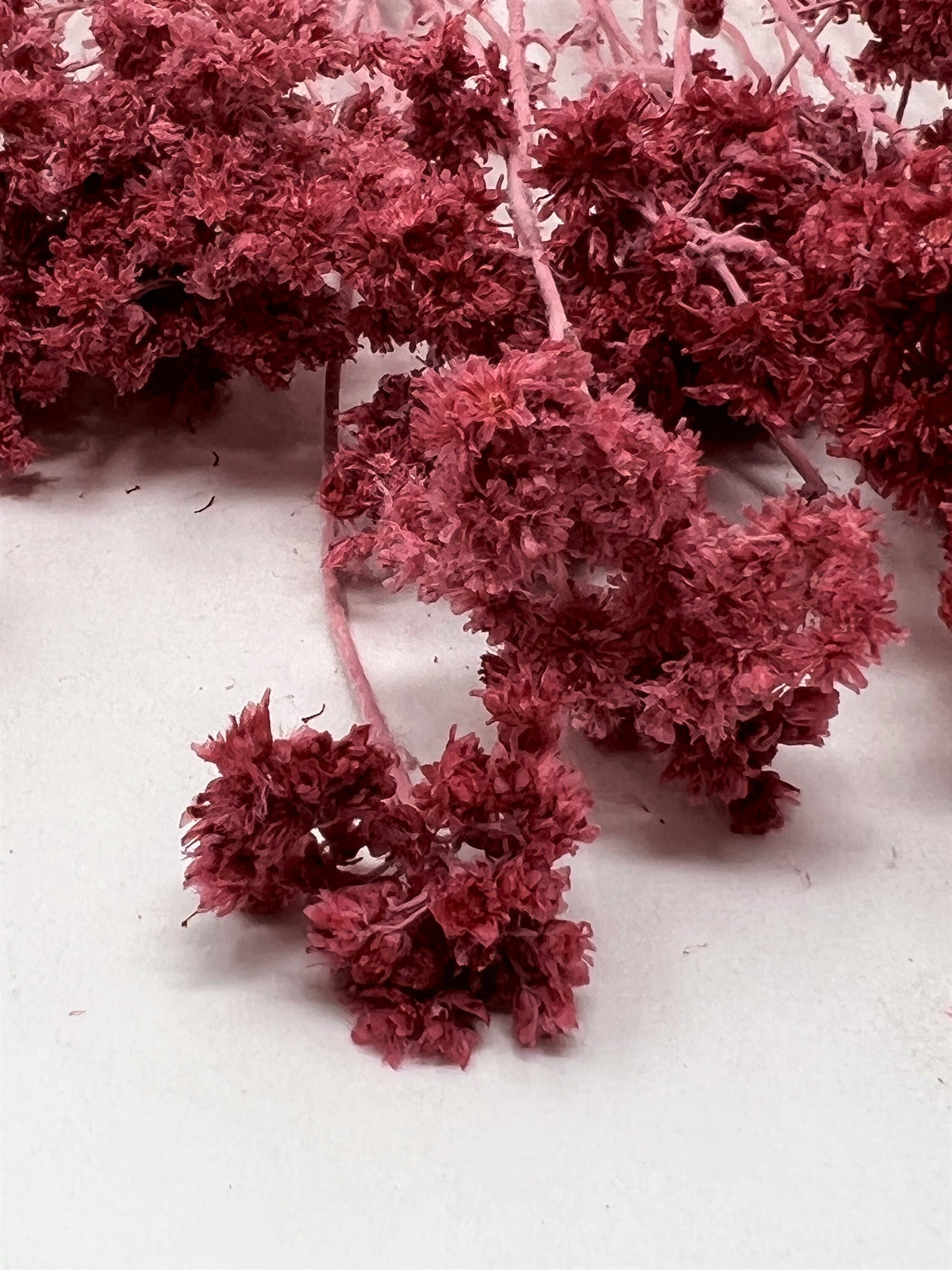 Raspberry Pink / Crispum Flowers Floral Arrangements Home - Etsy