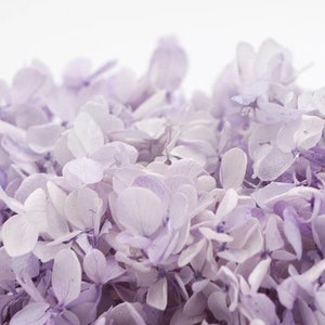 Sumire Purple Peegee Hydrangea gradation Wholesale Flowers - Etsy