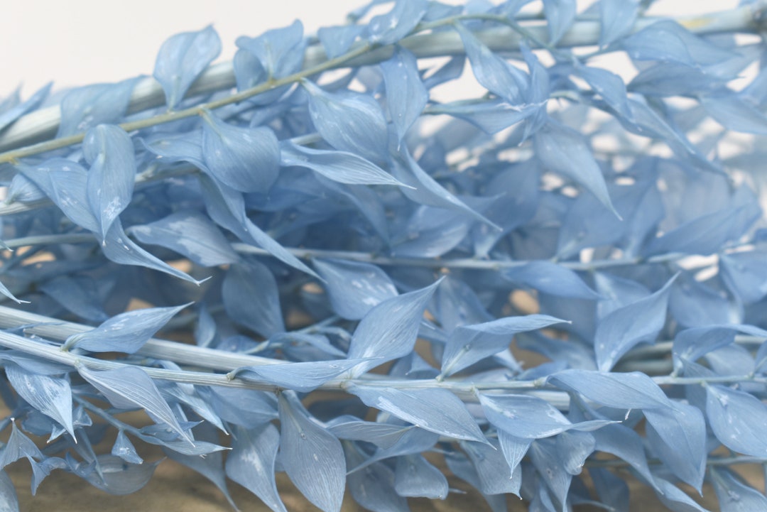 Preserved Ruscus in Baby Blue Pack, Wholesale Foliage , DIY Floral ...