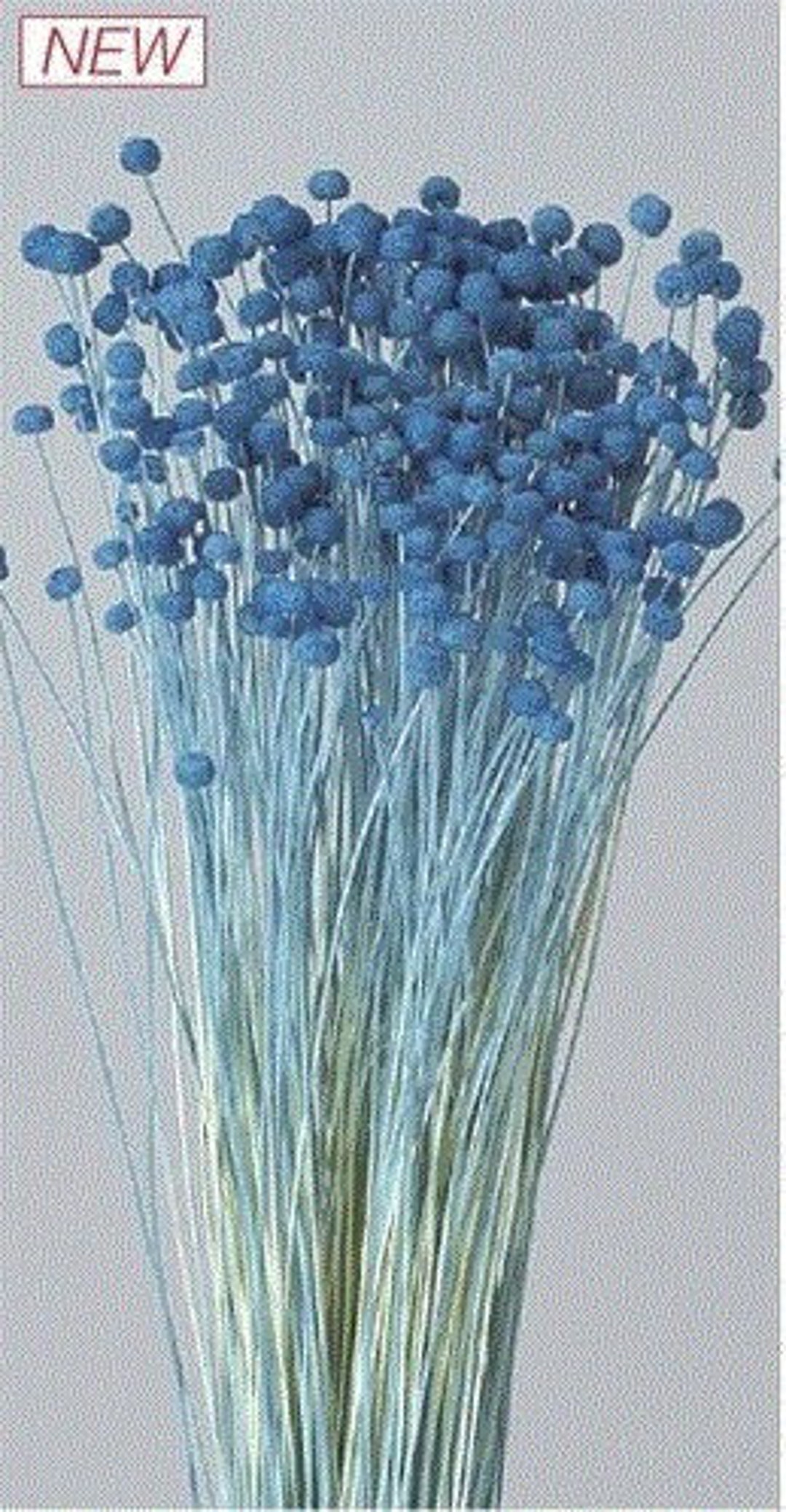 Pinky Button in Blue Stems, DIY Floral Arrangements, DIY Home Décor ...