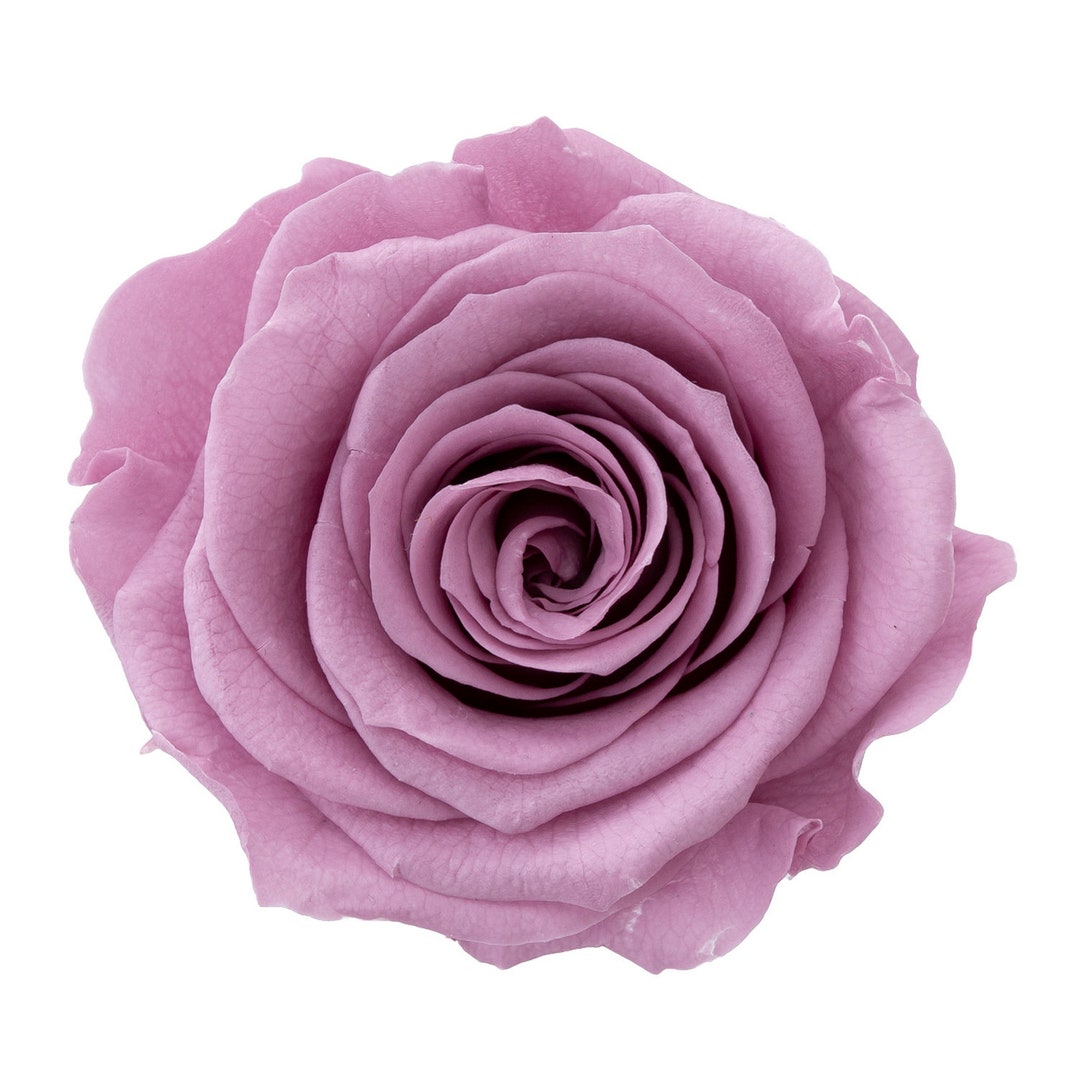 Medium Roses in Grayish Purple, Japanese Preserved, Perfect as DIY ...