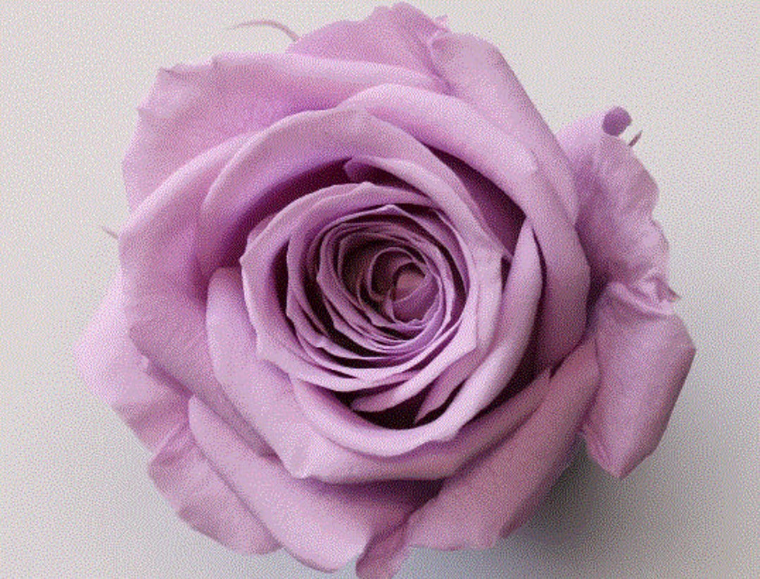 Rose Sara Preserved Mini Roses in Sweet Lilac Color, Preserved Roses ...