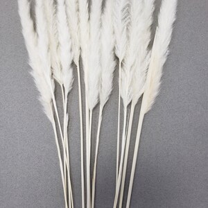 White Mini Tail Reed, Wholesale Reeds, DIY Floral Arrangement, DIY Home ...