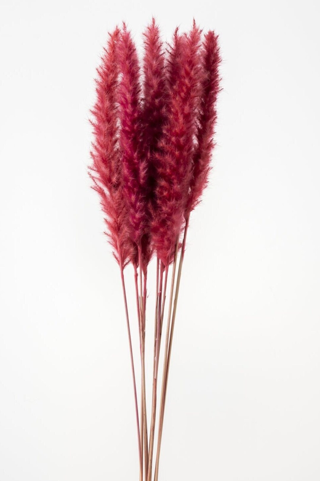 Tail Reed in Plum Color Stems Bunch, Preserved Reeds, Wholesale Reeds ...