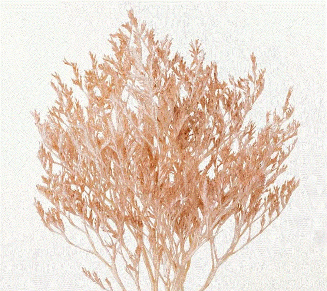 German Static Flowers in Pink Beige, Preserved Flowers, Wholesale ...