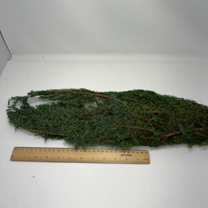 Fresh Green / Preserved Sawara Cypress Leaf, Preserved Leaves Pack, DIY ...