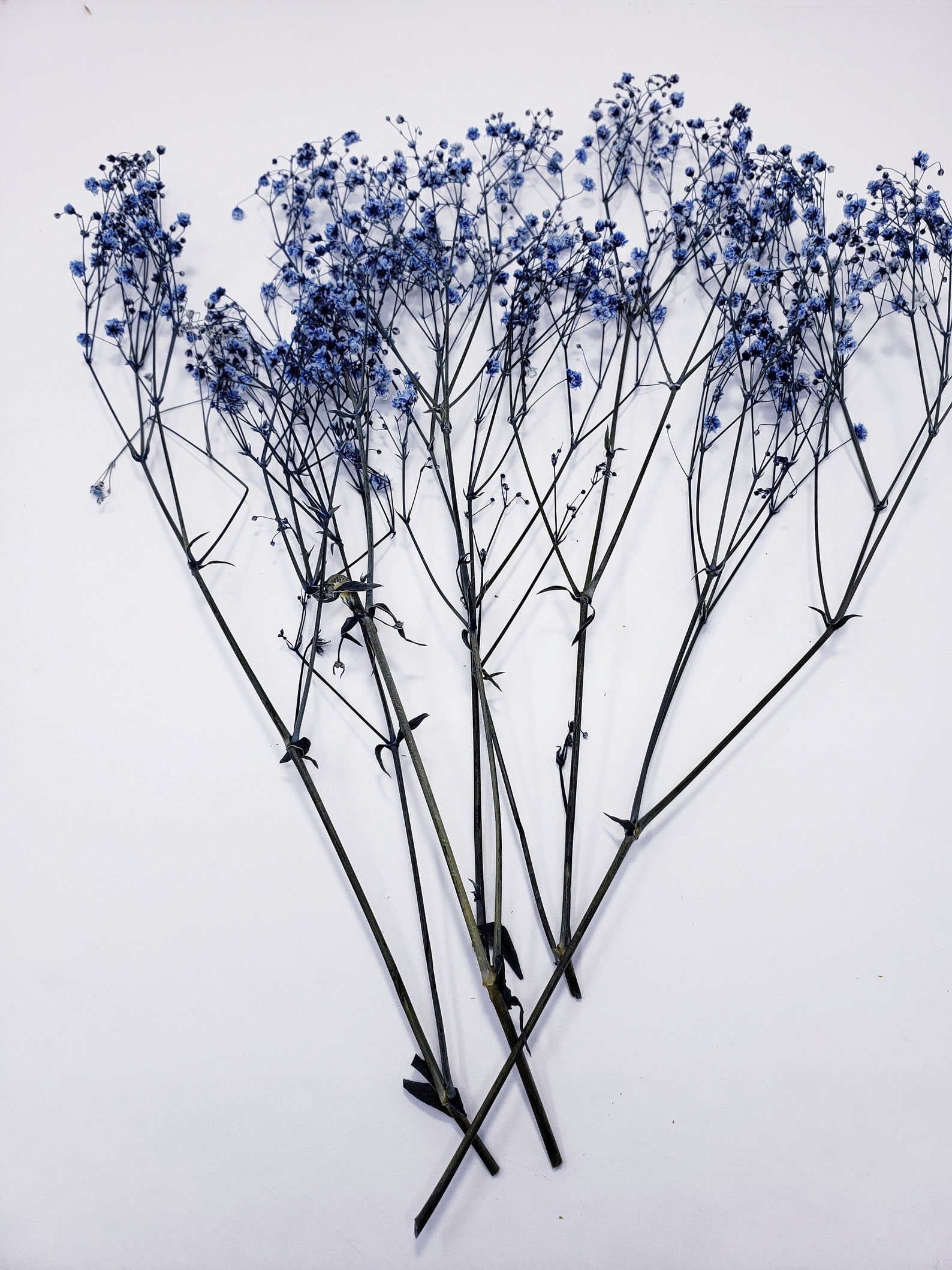 Antique Pres. Gypsophila Blue DIY Floral Arrangements DIY - Etsy