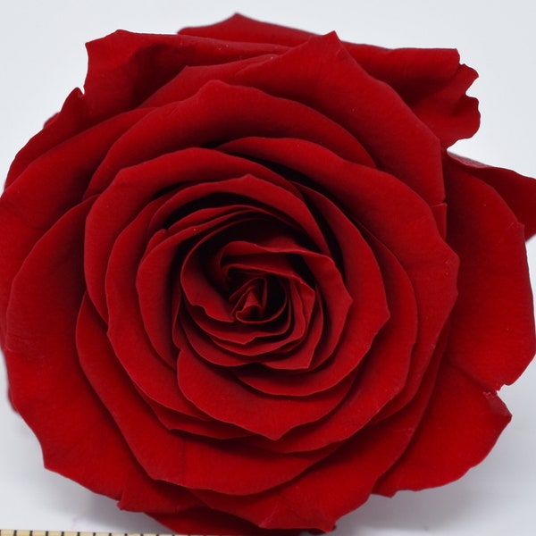 Red Rose Decor - Etsy