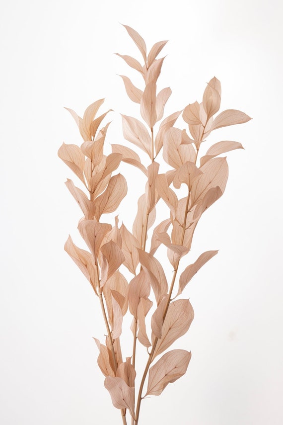 Ruscus Garden in Pink/beige Preserved Flowers DIY Floral - Etsy