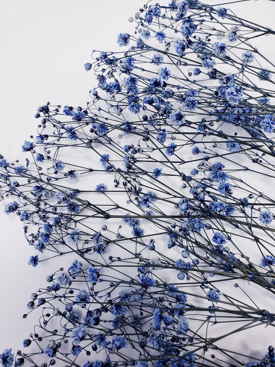 Antique Pres. Gypsophila Blue DIY Floral Arrangements DIY - Etsy