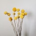 Billy Buttons Natural Dried Foliage Stems DIY Floral - Etsy