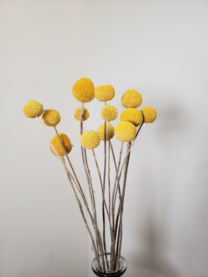 Billy Buttons Natural Dried Foliage Stems DIY Floral - Etsy
