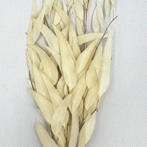 Natural Dried Willow Eucalyptus in Off-white, DIY Floral Arrangements ...