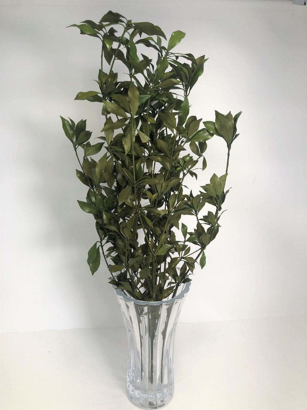 Japanese Andromeda Pieris Japonica Preserved Green ,foliage Stems ...