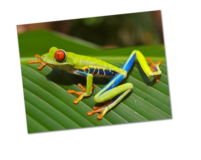 Red-eyed Tree Frog Poster Print - Etsy