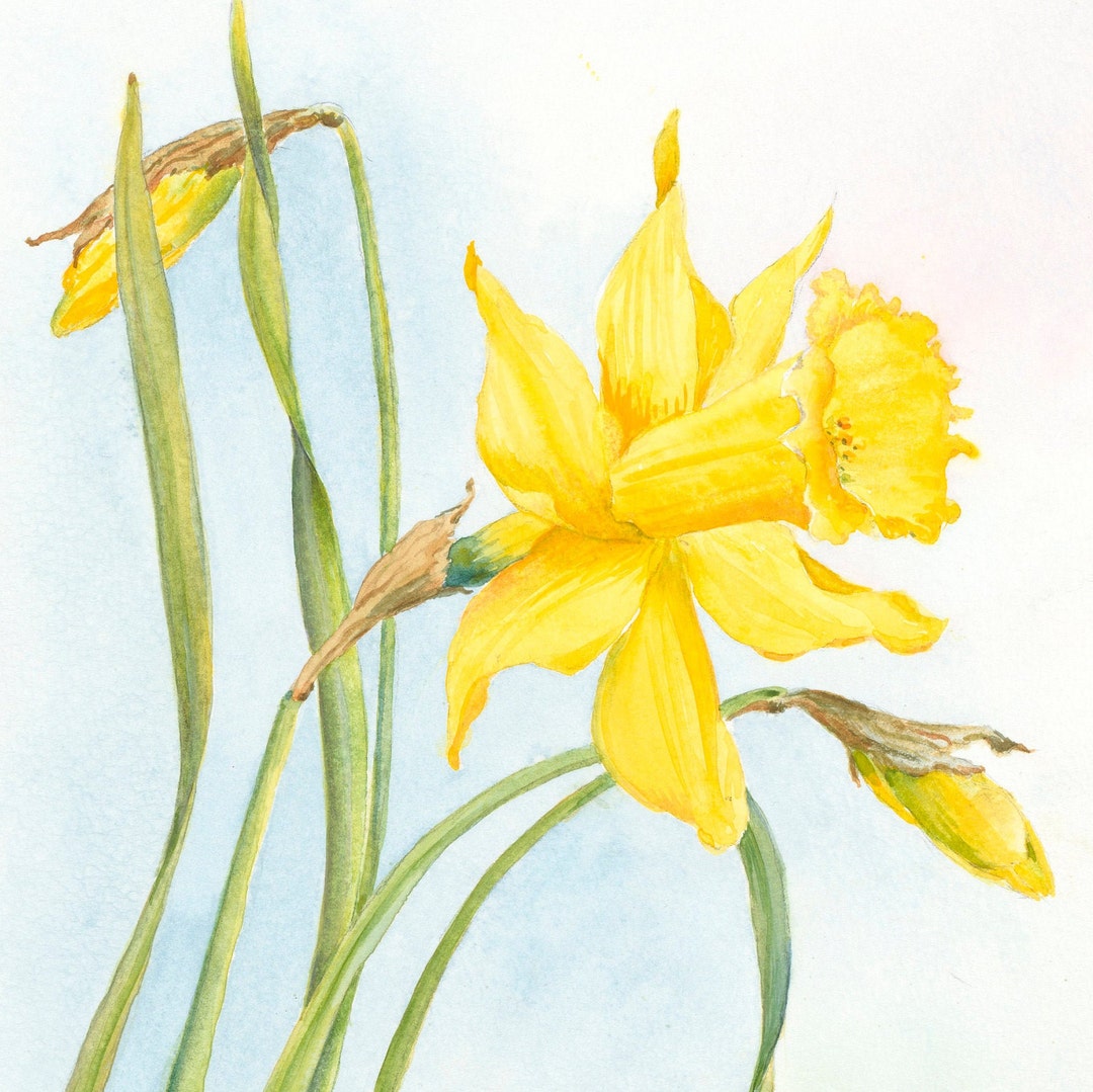 Daffodils - Botanical Watercolor Art Print - Etsy