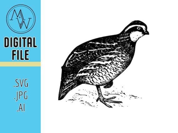 Silueta De Codorniz Bobwhite 35 Bobwhite Quail Stock Vectors And