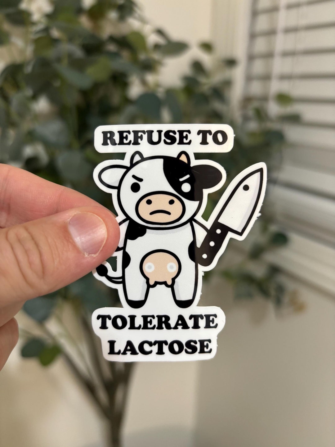 Cute Cow Sticker, Lactose Intolerant - Cow Decal, Funny Cow Sticker ...