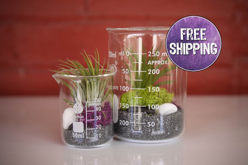 Double Beaker Terrarium Kit With TWO Beakers Purple/grey Decor, DIY ...