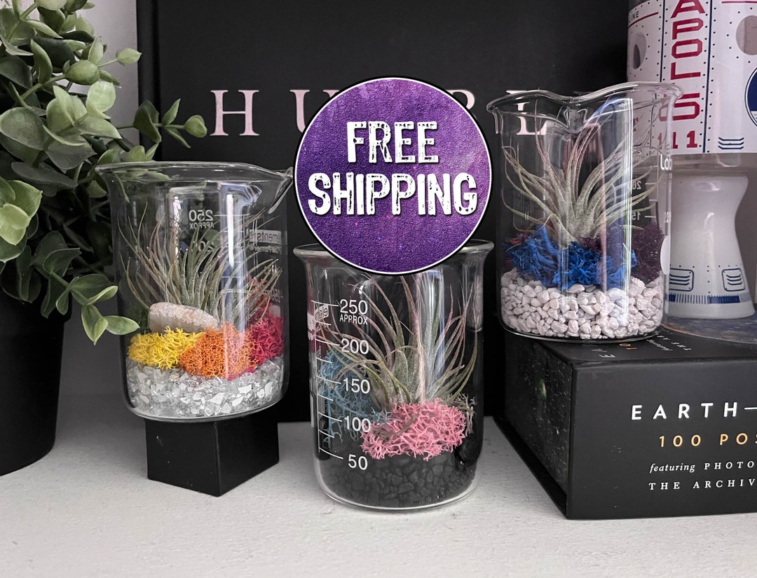 PRIDE Edition Single Beaker Terrarium Kit, Air Plant Terrarium, Science ...