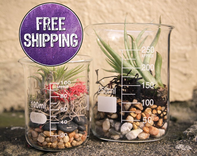Single Beaker Terrarium Kit, Natural, DIY Terrarium, Science Lab ...