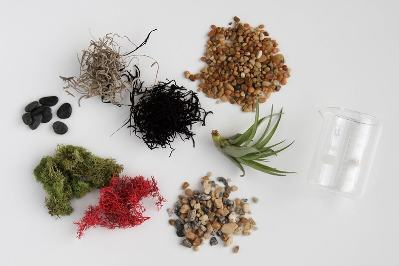 Double Beaker Terrarium Kit With TWO Beakers Natural Decor | Etsy