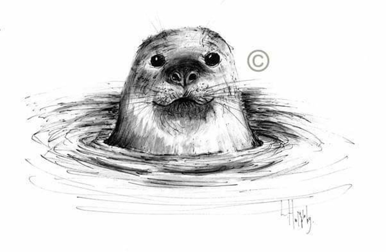 Seal Card Scottish Seal Greetings Card Blank Inside 'seal With a Kiss ...