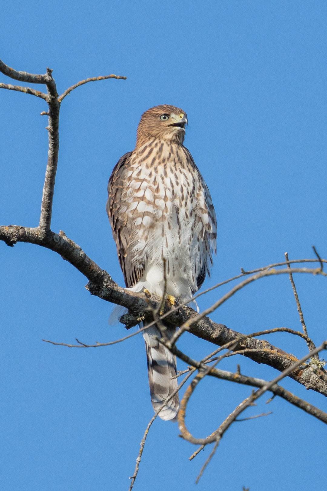 Cooper's Hawk Photo Note Card - Blank Bird Greeting Card - Etsy