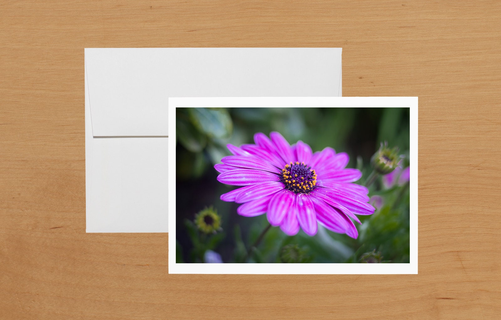 Purple African Daisy: Flower Photo Greeting Card - Etsy