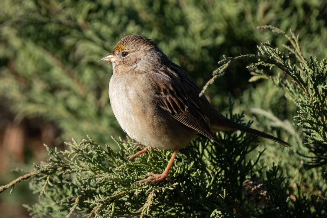 Golden-crowned Sparrow Card - Blank Greeting Card - Bird Note Card ...