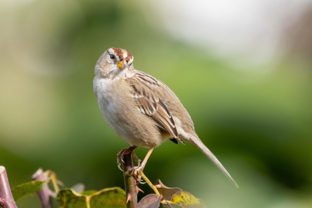 White-crowned Sparrow Card - Blank Greeting Card - Bird Notecard - Any ...