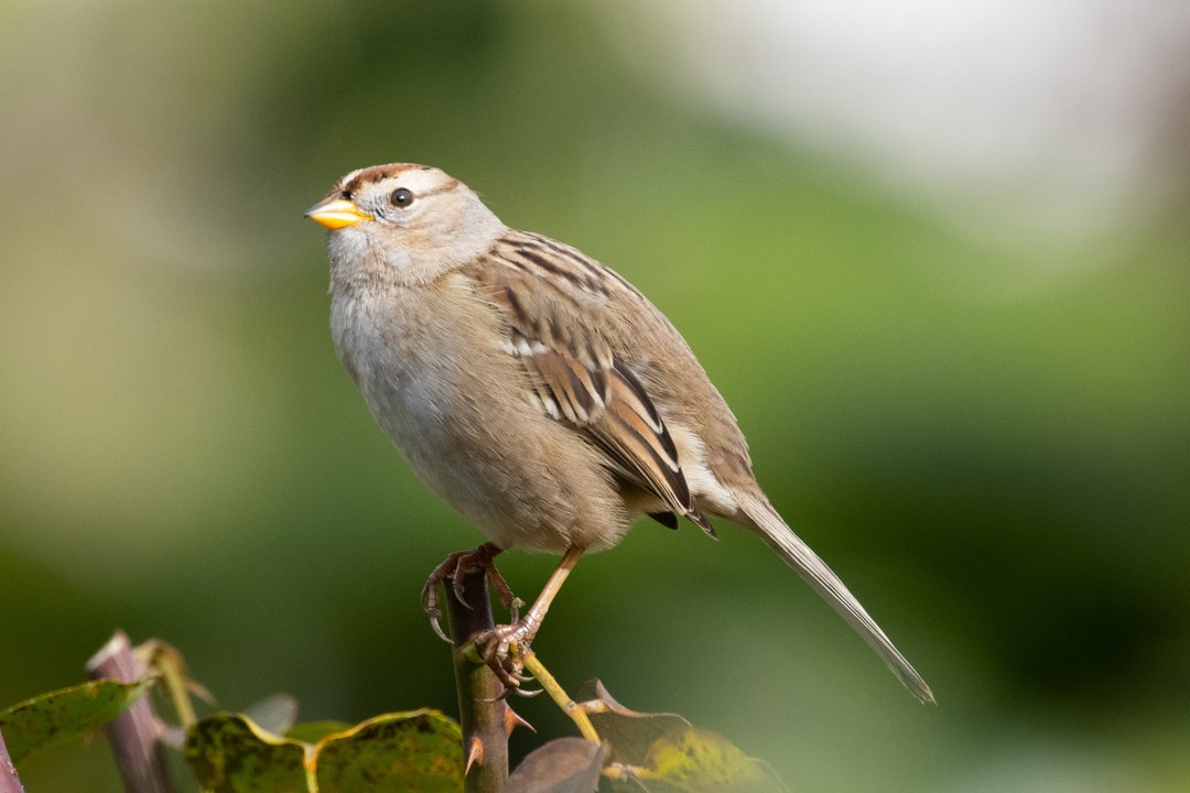White-crowned Sparrow Note Card - Blank Bird Greeting Card - Etsy