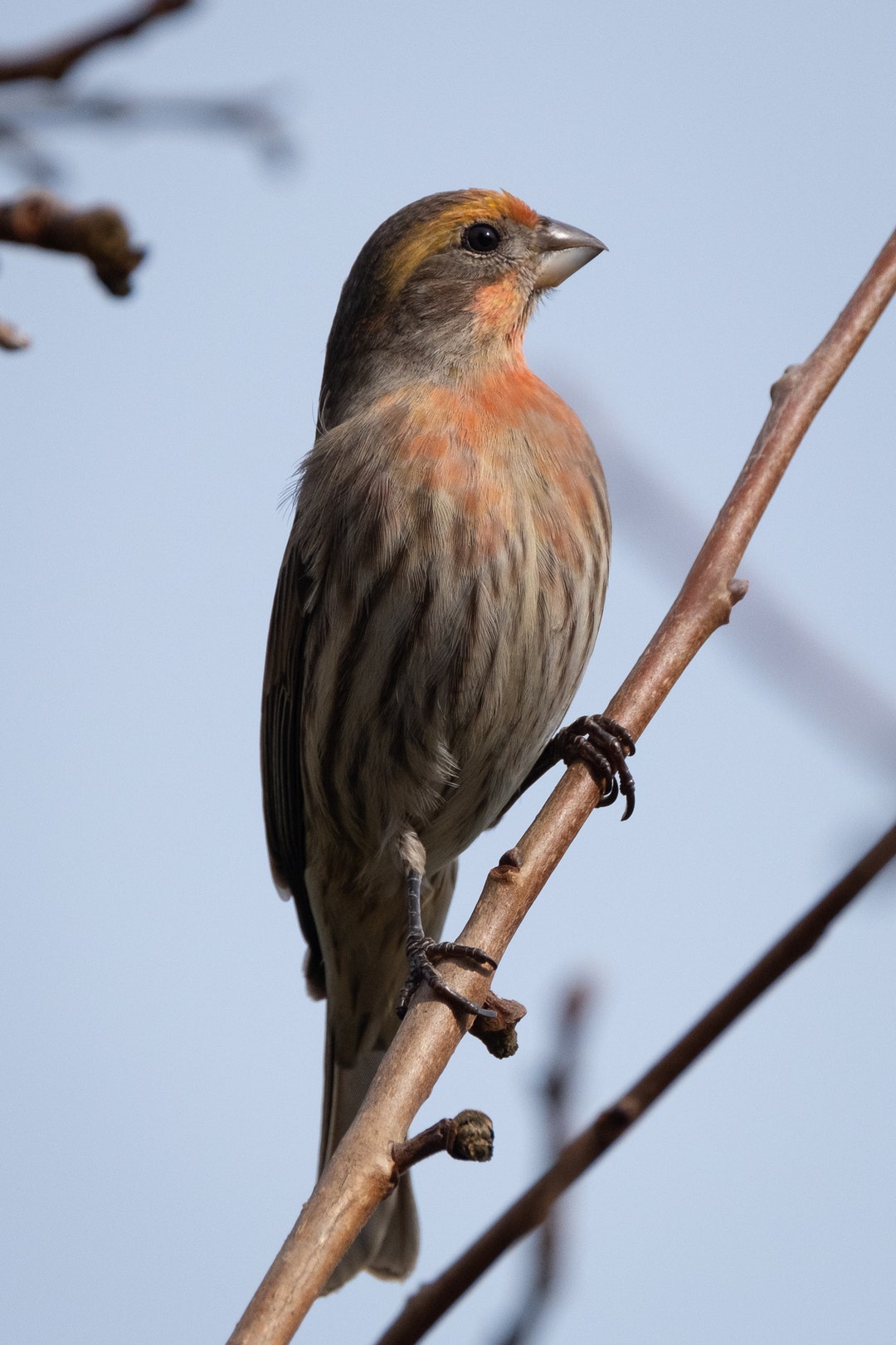 House Finch Card - Blank Greeting Card - Bird Notecard - Any Occasion ...