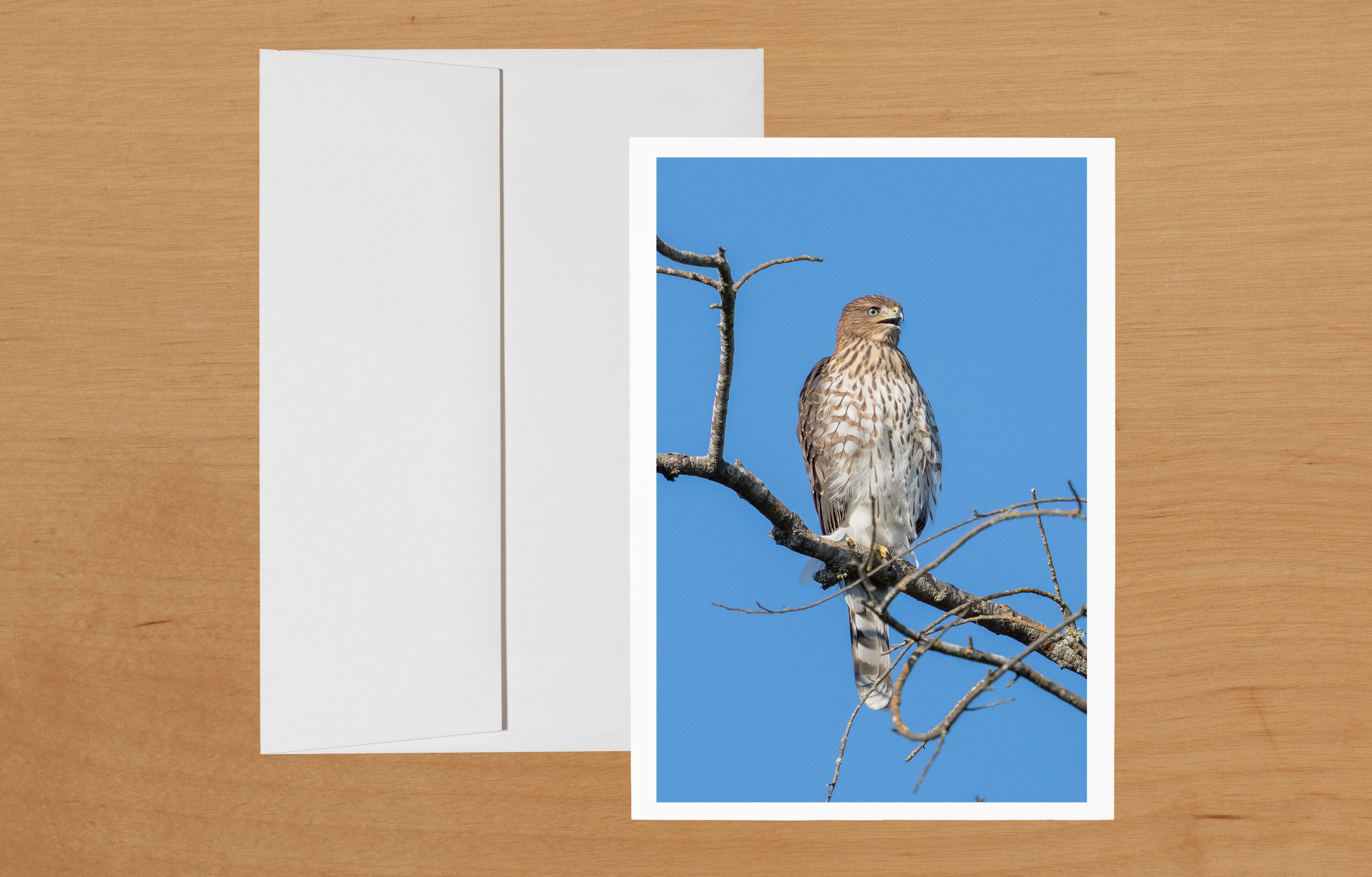 Cooper's Hawk Card - Blank Greeting Card - Bird Note Card - Any ...
