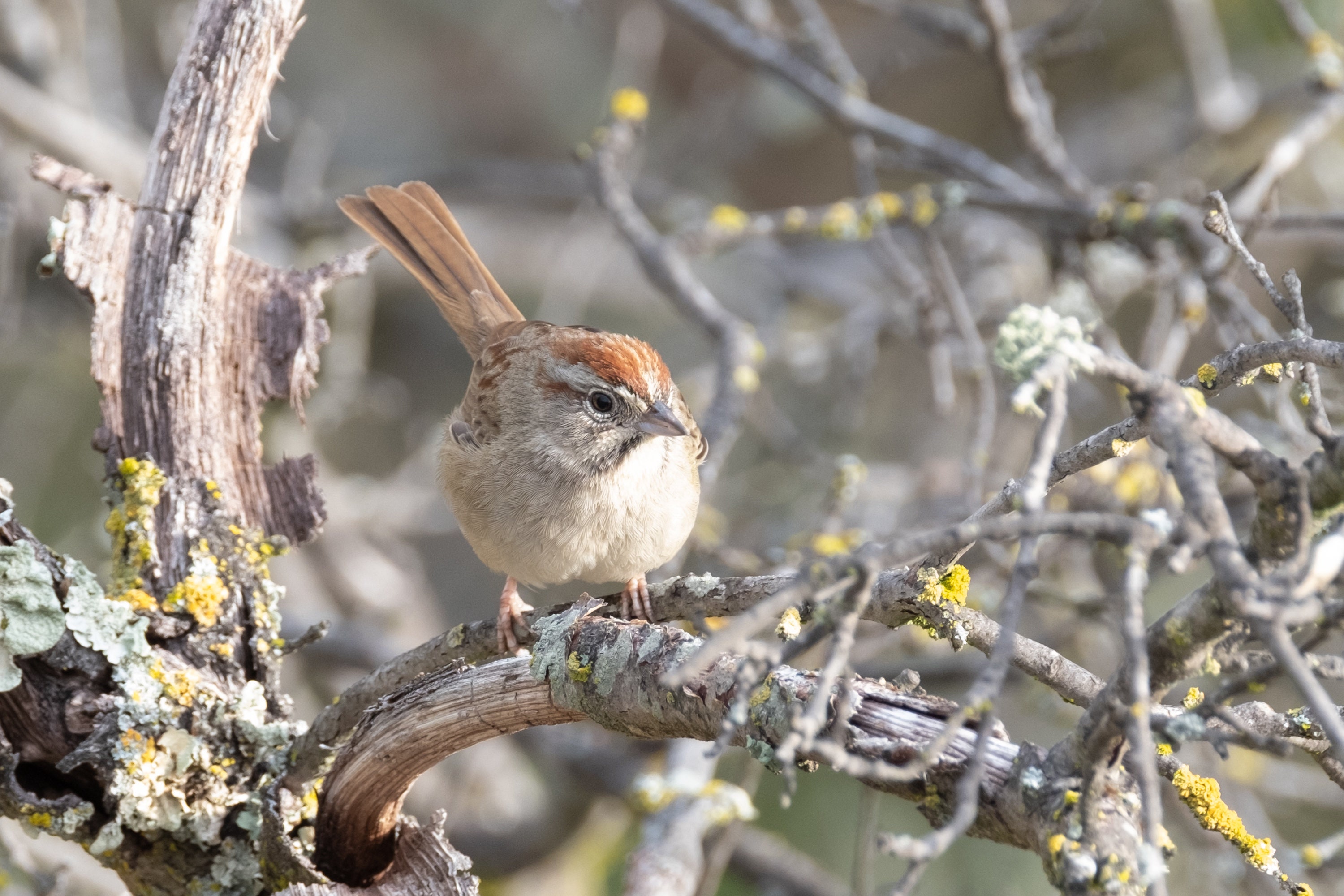 Rufous-crowned Sparrow Card - Blank Greeting Card - Bird Notecard - Any ...