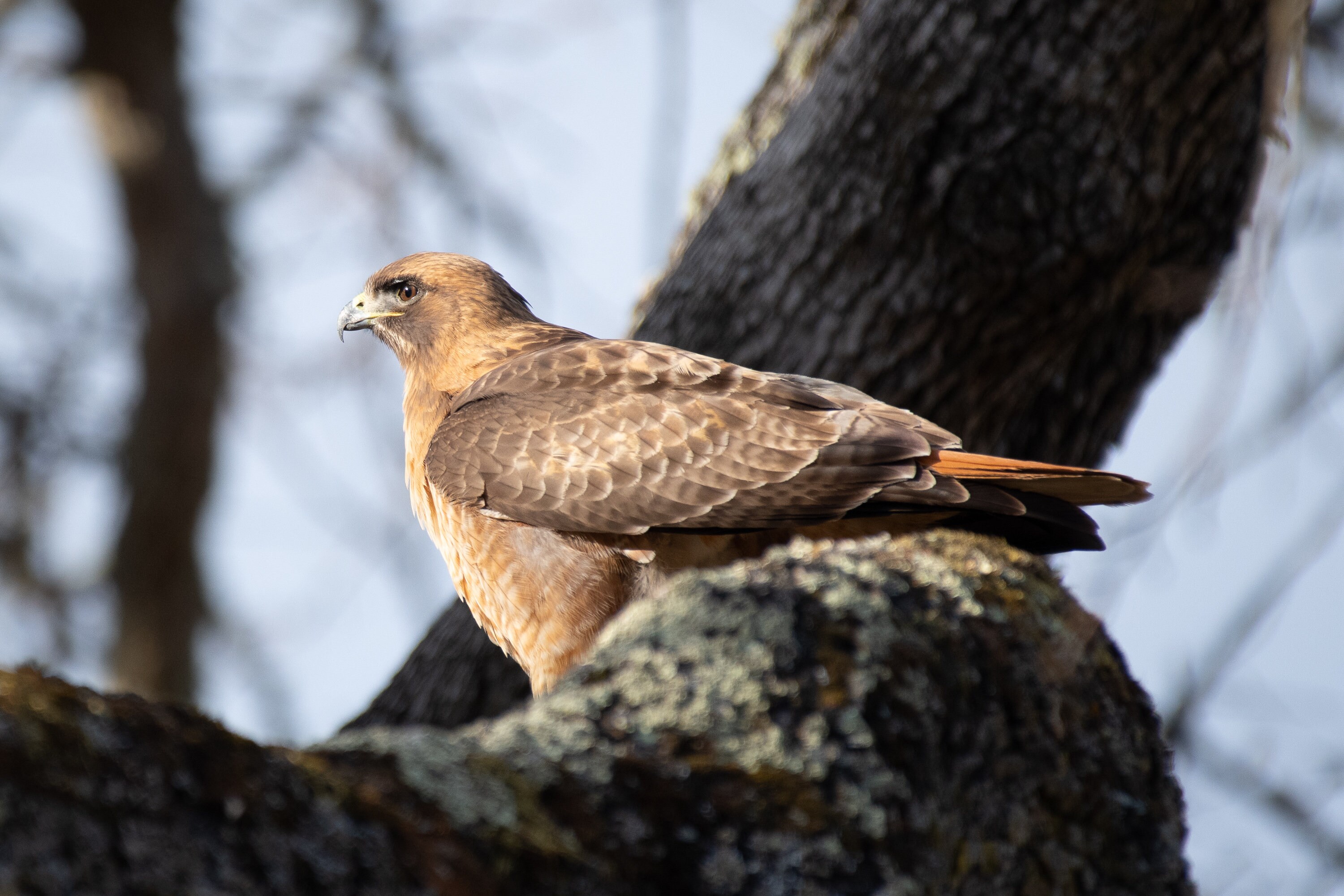 Red-tailed Hawk card blank greeting card bird note card | Etsy