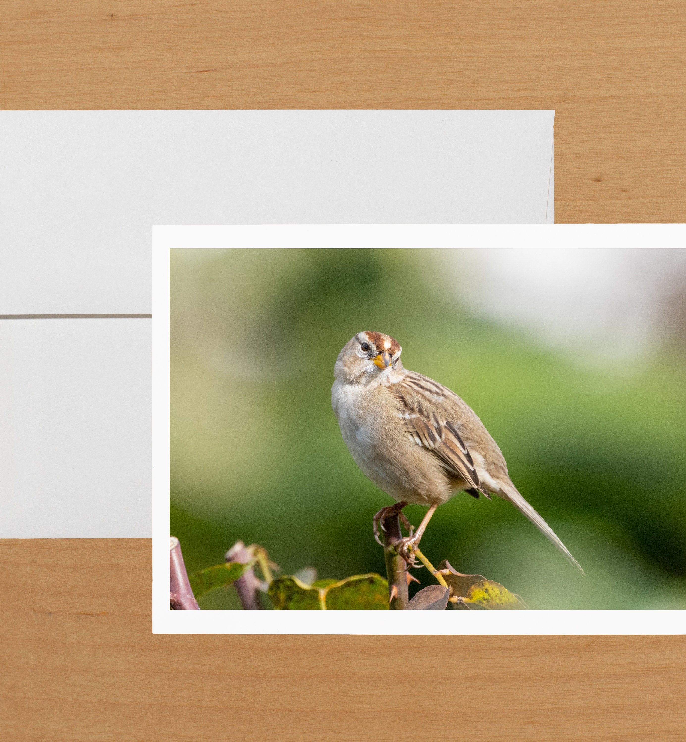 White-crowned Sparrow Card - Blank Greeting Card - Bird Notecard - Any ...