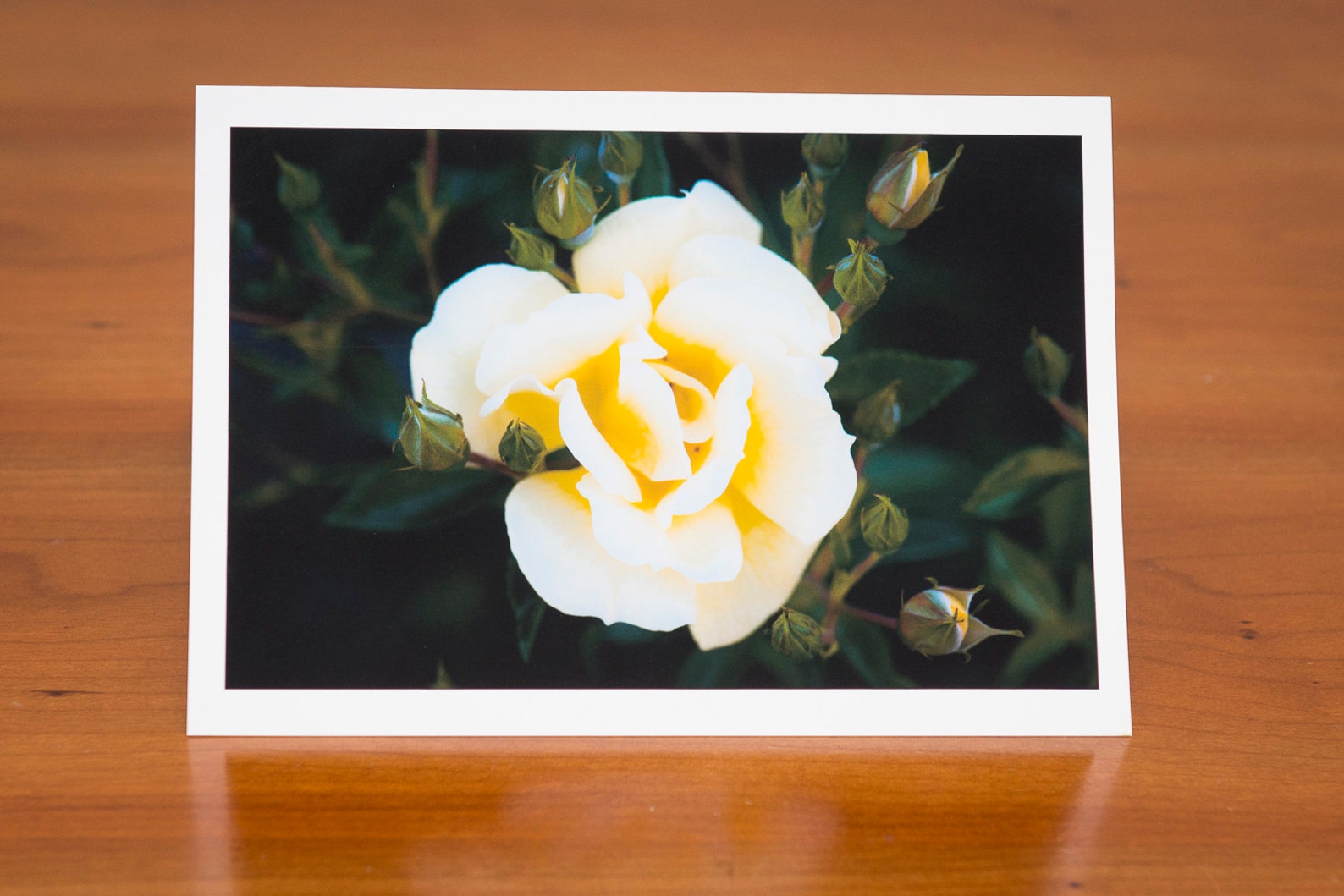 White Rose: Flower Photo Greeting Card - Etsy