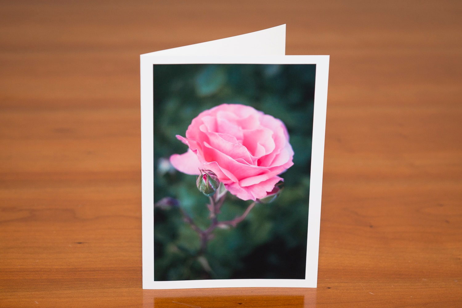Pink Rose: Flower Photo Greeting Card - Etsy