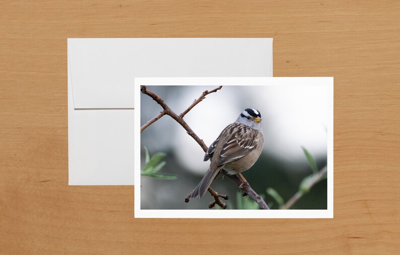 White-crowned Sparrow Card - Blank Greeting Card - Bird Notecard - Any ...