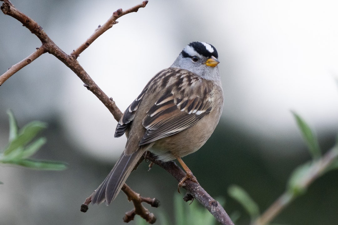 White-crowned Sparrow Card - Blank Greeting Card - Bird Notecard - Any ...