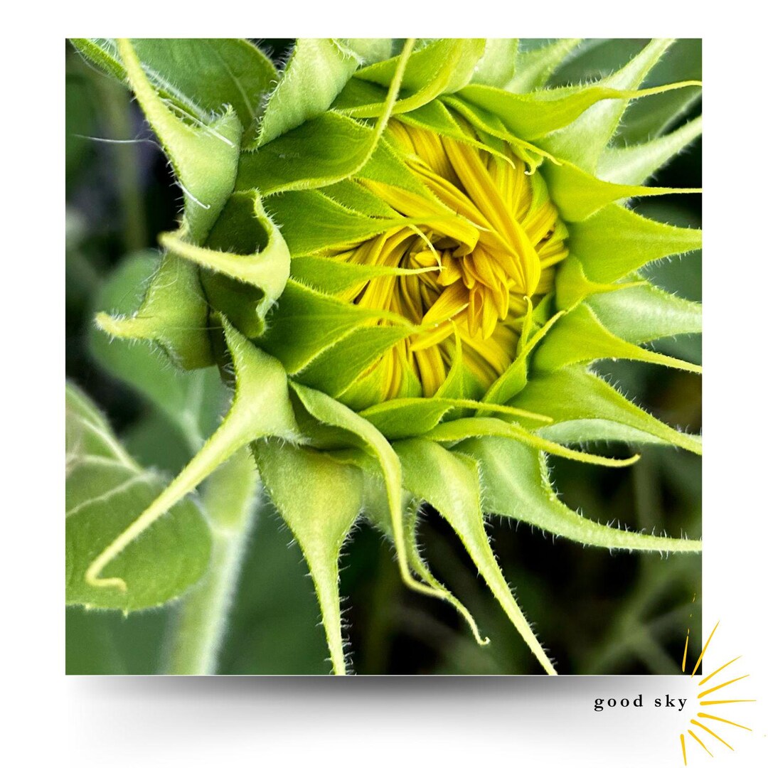Sunflower Opening Photo, Summer Flower, Printable Digital Download ...