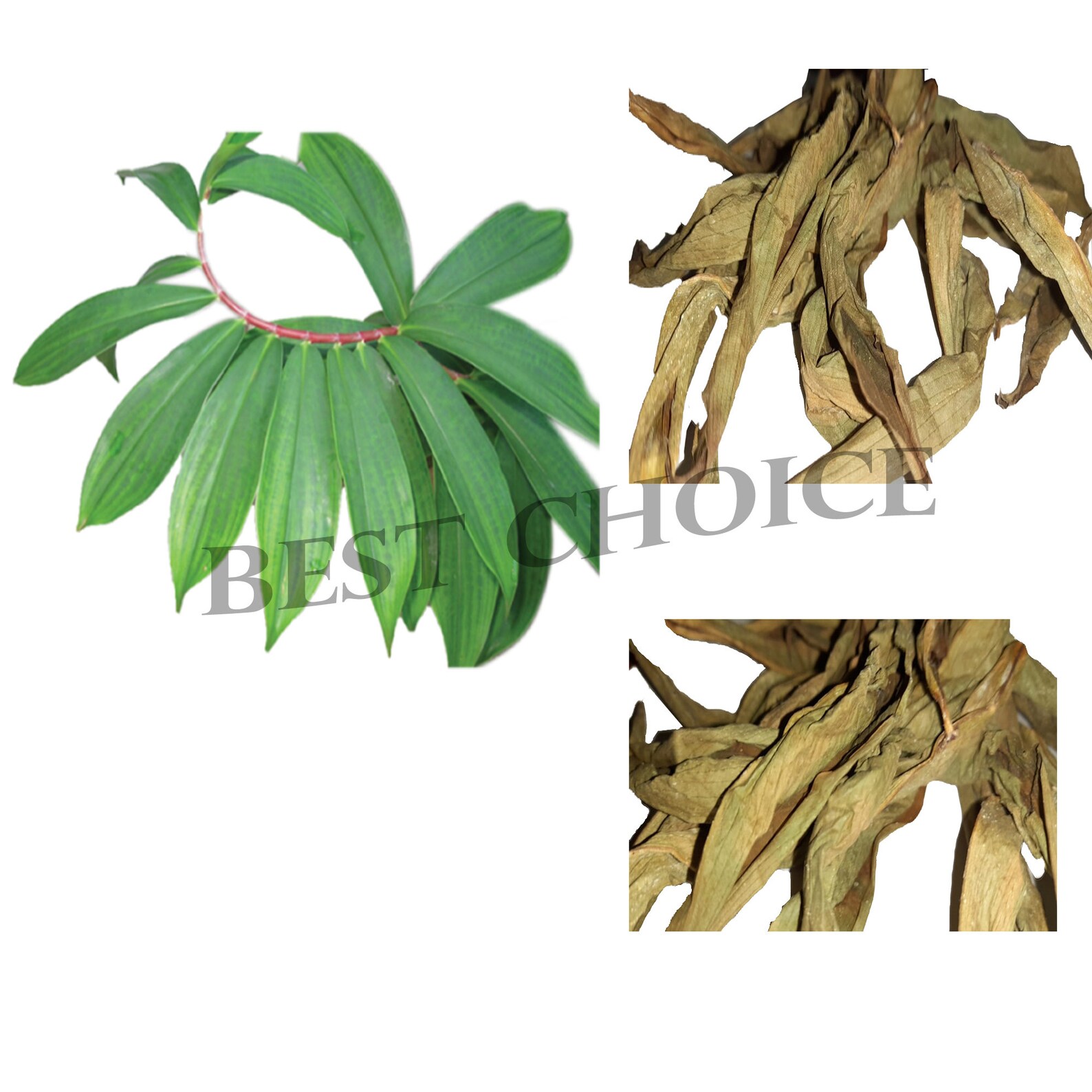 Insulina Organic Ceylon Dried Insulin Herbal Plant Leaf Canereed ...