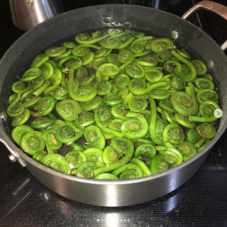ORDER Maine Fiddleheads - Clean and Picked Daily, Fast Free Shipping ...