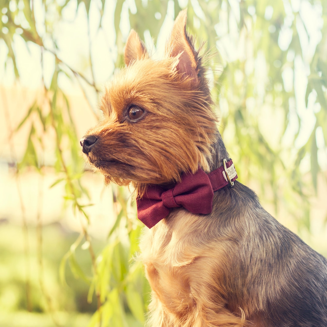 Dog Bow Tie, Red Dog Bow Tie, Bow Ties for Dogs, Pet Accessories, Dog ...