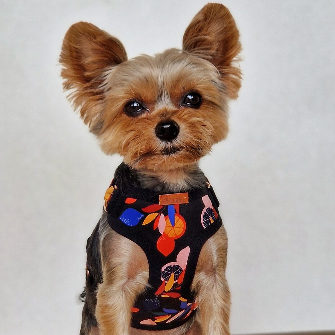 Adjustable Teacup Dog Harness Made From Cotton Fabric, Small Dog ...