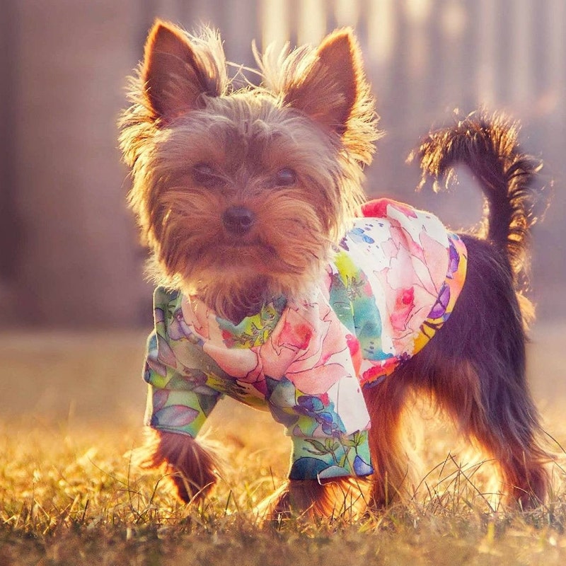 Dog Clothing - Etsy