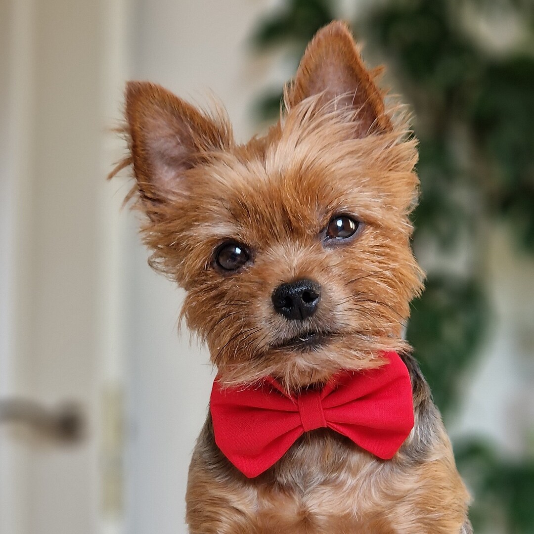 Bow Tie and Matching Collar for Small Dogs, Tiny Teacup Dog Accessories ...