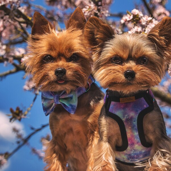 Yorkie Dog Collar - Etsy