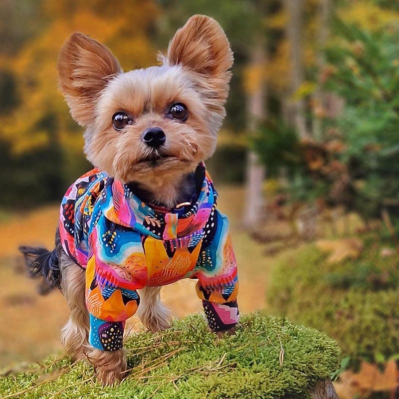 Dog Clothes Small - Etsy